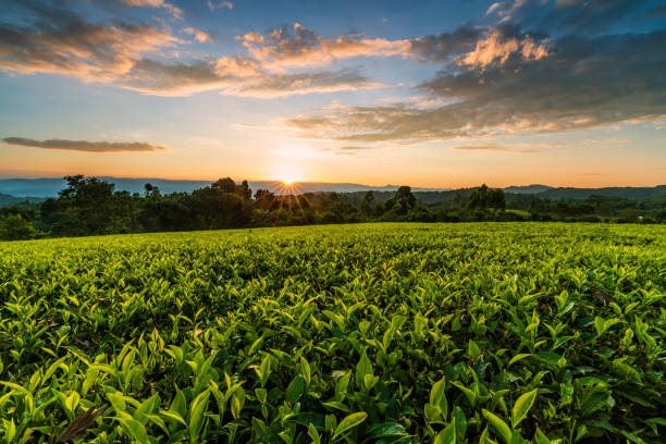 Home | Quarit Agro Industry