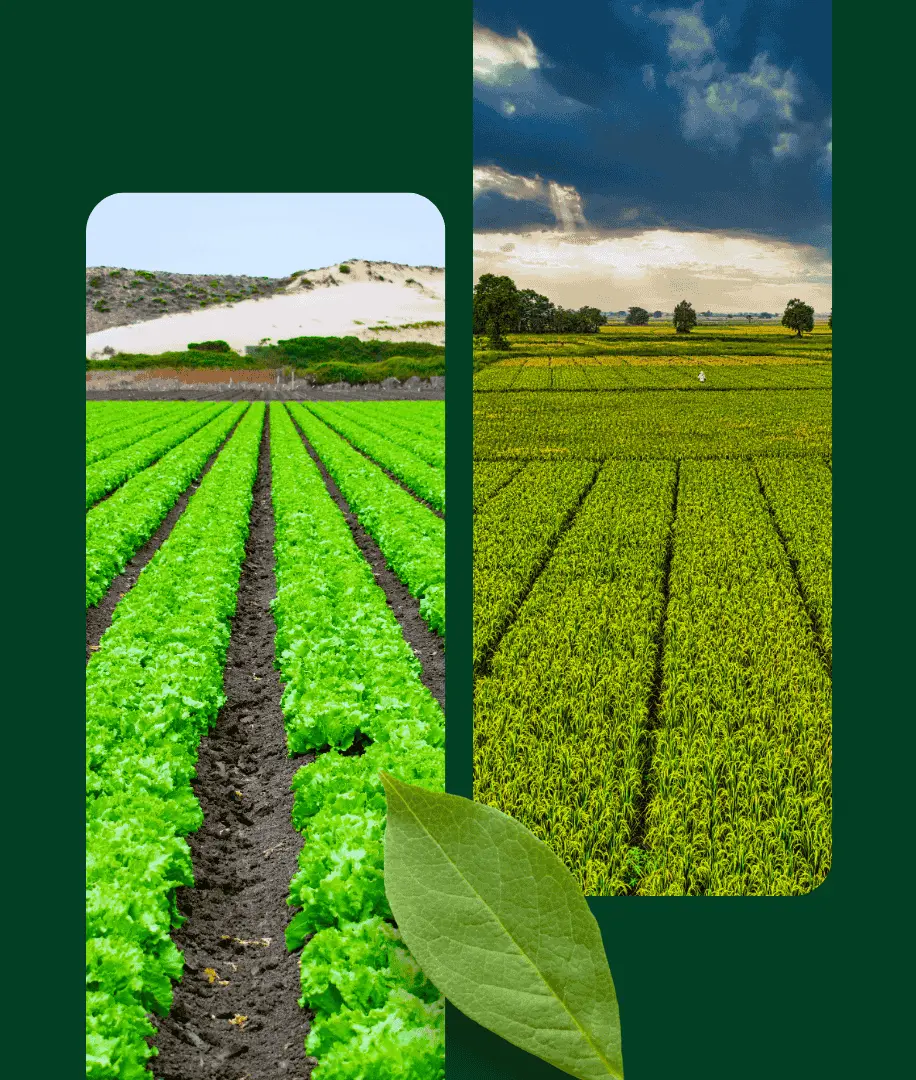 Home | Quarit Agro Industry